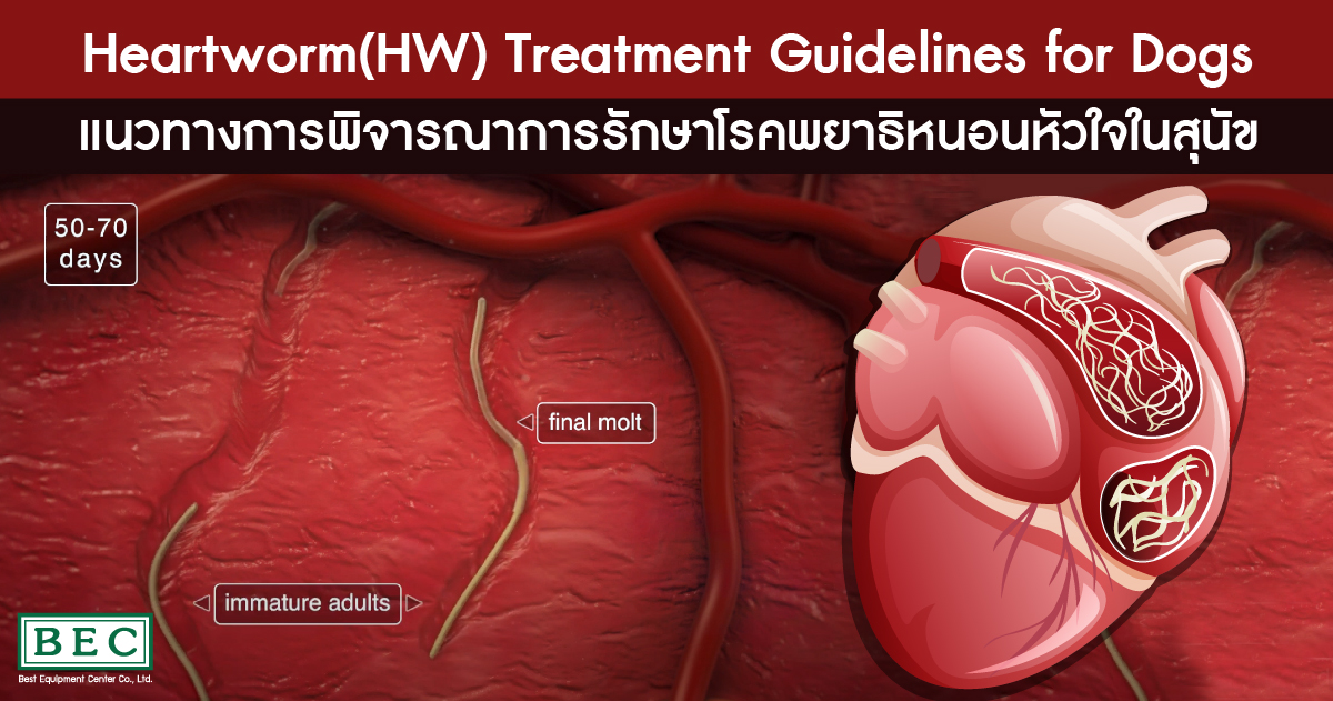 แนวทางการพิจารณาการรักษาโรคพยาธิหนอนหัวใจในสุนัข | Best Equipment ...