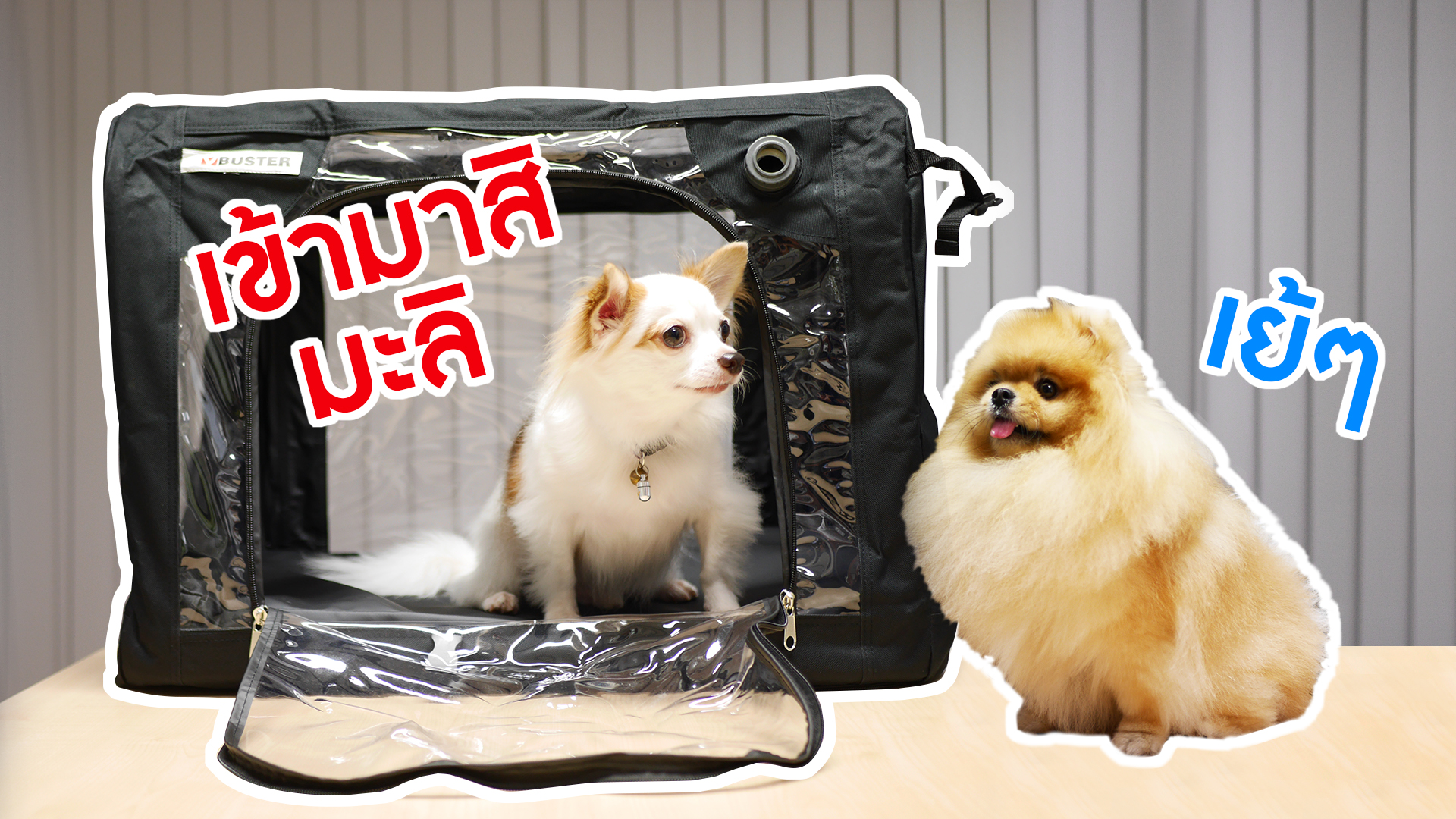 BUSTER ICU CAGE | Best Equipment Center Co., Ltd. (BEC)