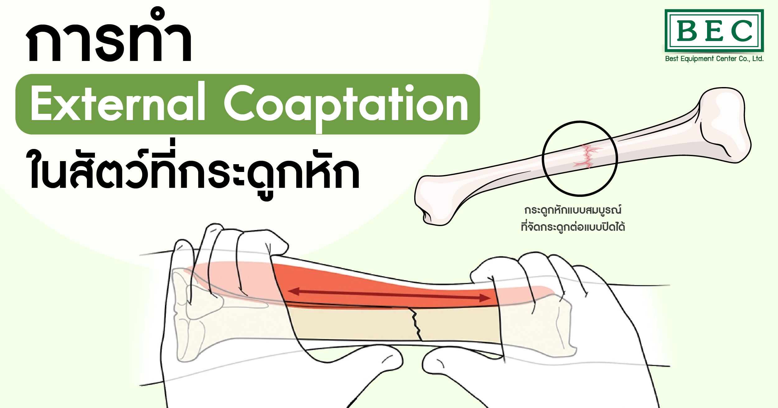 การทำ External Coaptation ในสัตว์ที่กระดูกหัก | Best Equipment Center ...