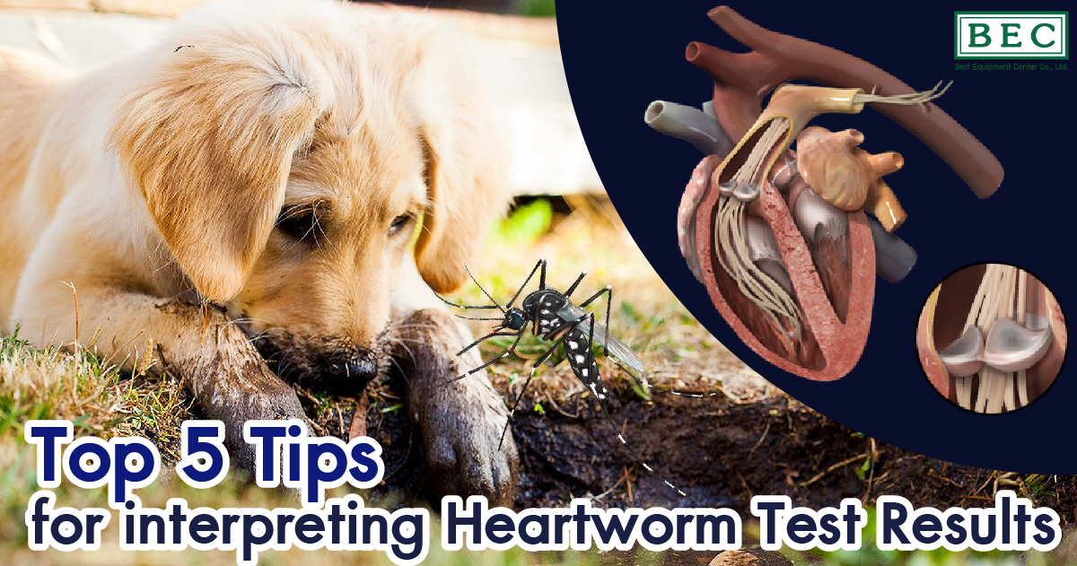 Top 5 Tips for interpreting Heartworm Test Results | Best Equipment ...