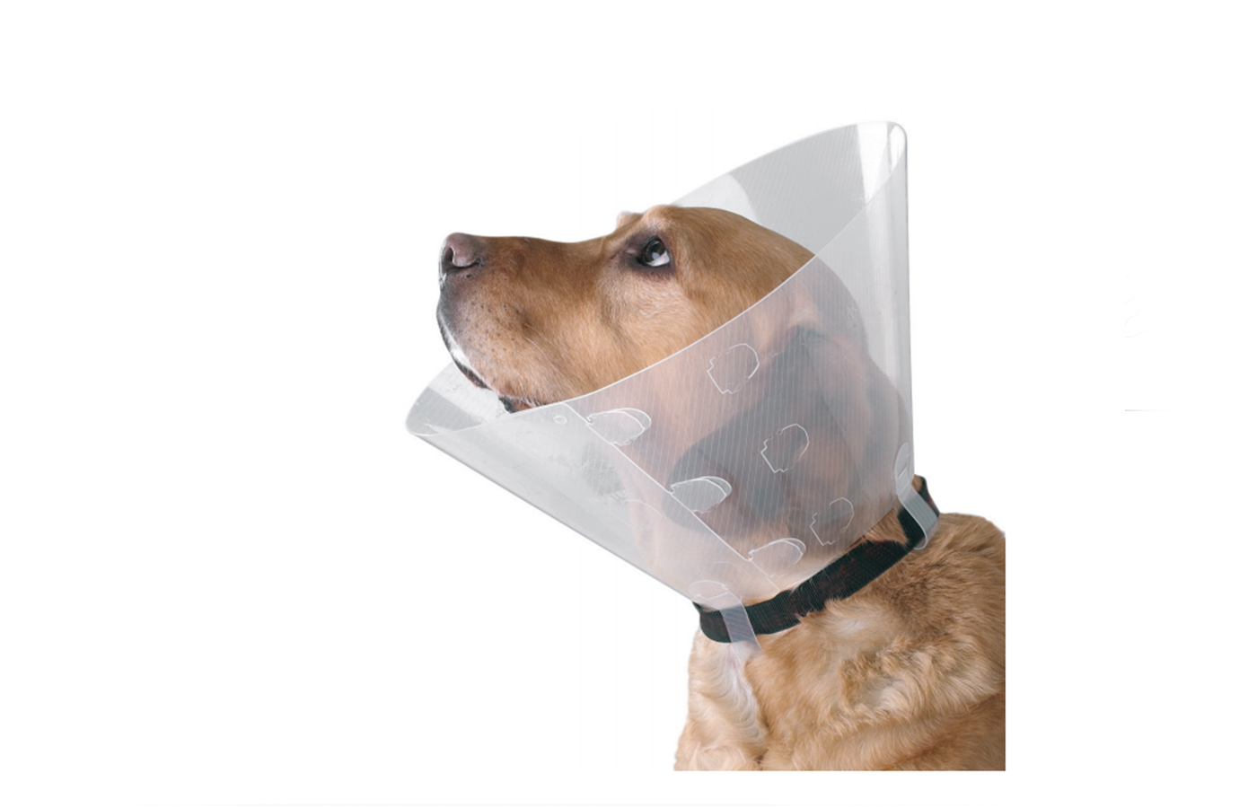 Buster Clic Collars ปลอกคอกันเลีย | Best Equipment Center Co., Ltd. (BEC)