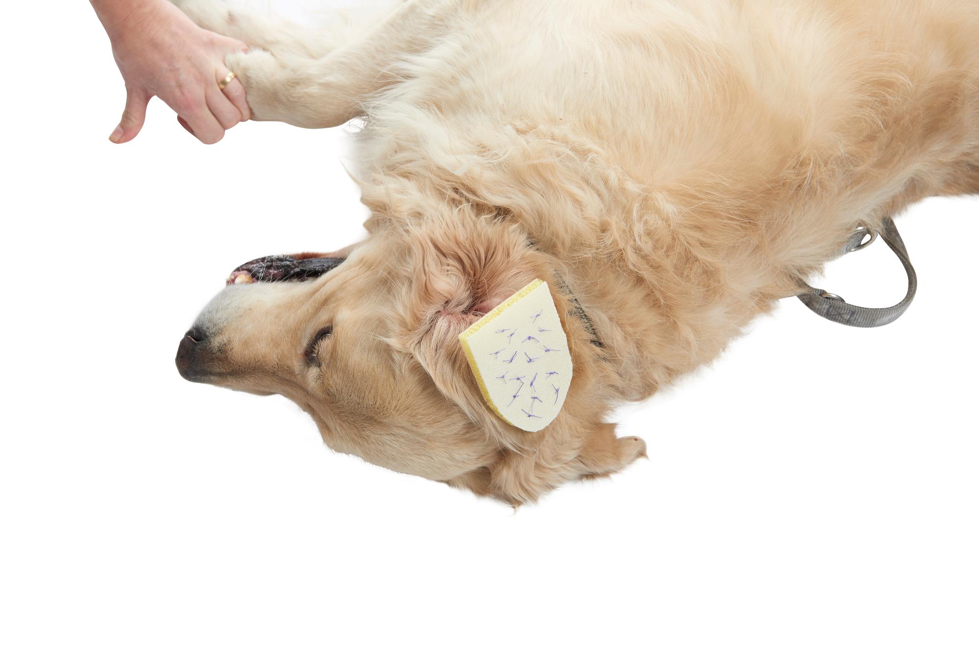 BUSTER Othaematoma Compress,Sterile | Best Equipment Center Co., Ltd. (BEC)