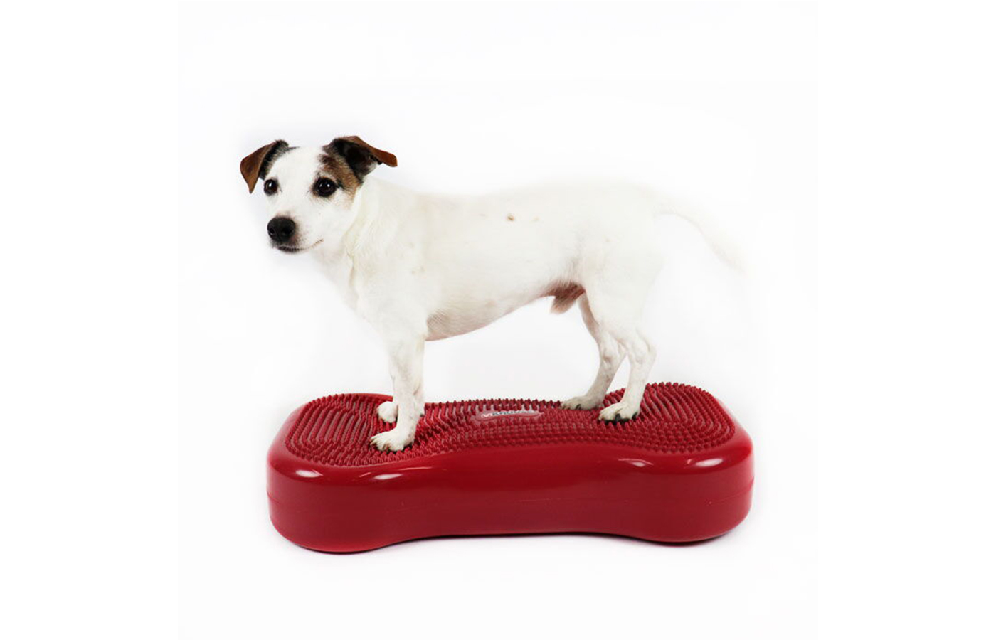 KRUUSE Physio Balance Beam อุปกรณ์กายภาพบำบัดสัตว์เลี้ยง | Best ...